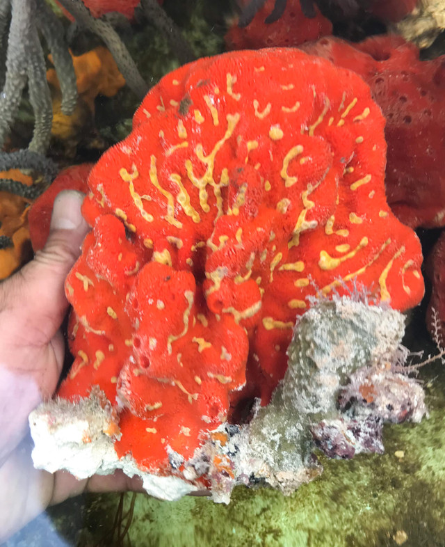 Live Sponge for Sale. Buy Sea Sponge