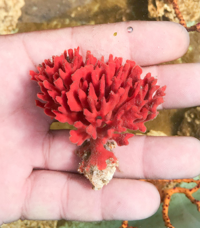 Live Sponge for Sale. Buy Sea Sponge