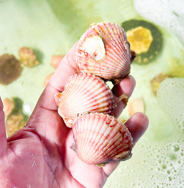 Live Scallops Calico Scallops for Sale.