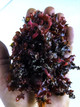 Macro Algae Red Dragons Tongue | Saltwater Plants | Copepods Habitat
