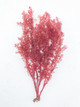 Red Grape Macro Algae for sale Botryocladia