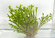 Tufted Joint Macro | Tufted Joint or Cympolia Growing on Rock