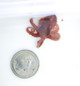 Octopus for Sale. Buy Octopus for Aquarium. Cephalopods for Sale.