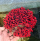 Dragon Fire Red Sea Sponge for Sale.