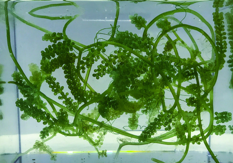 Macro Algae for Sale | Buy Macroalgae | Macro Algae Saltwater Plants