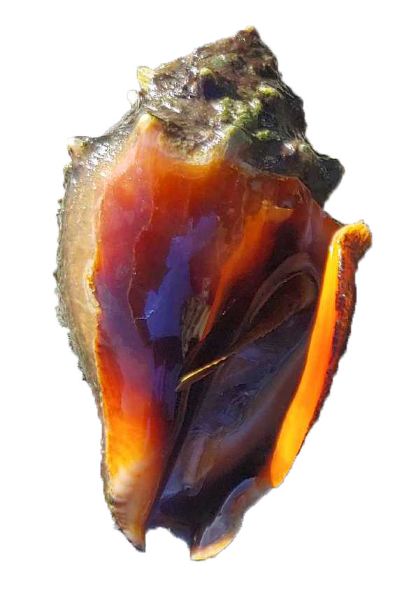 Live Baby Crown Conch Snails for Saltwater Reef Tank Aquariums