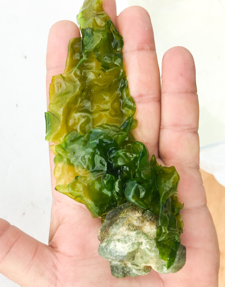Lettuce Macro Algae for Sale | Lettuce Macro Rooted on Live Rock