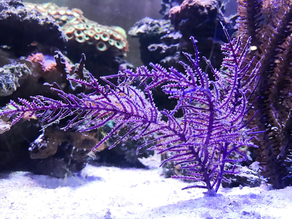 purple gorgonian soft coral for sale. Get gorgonians for reef tank.