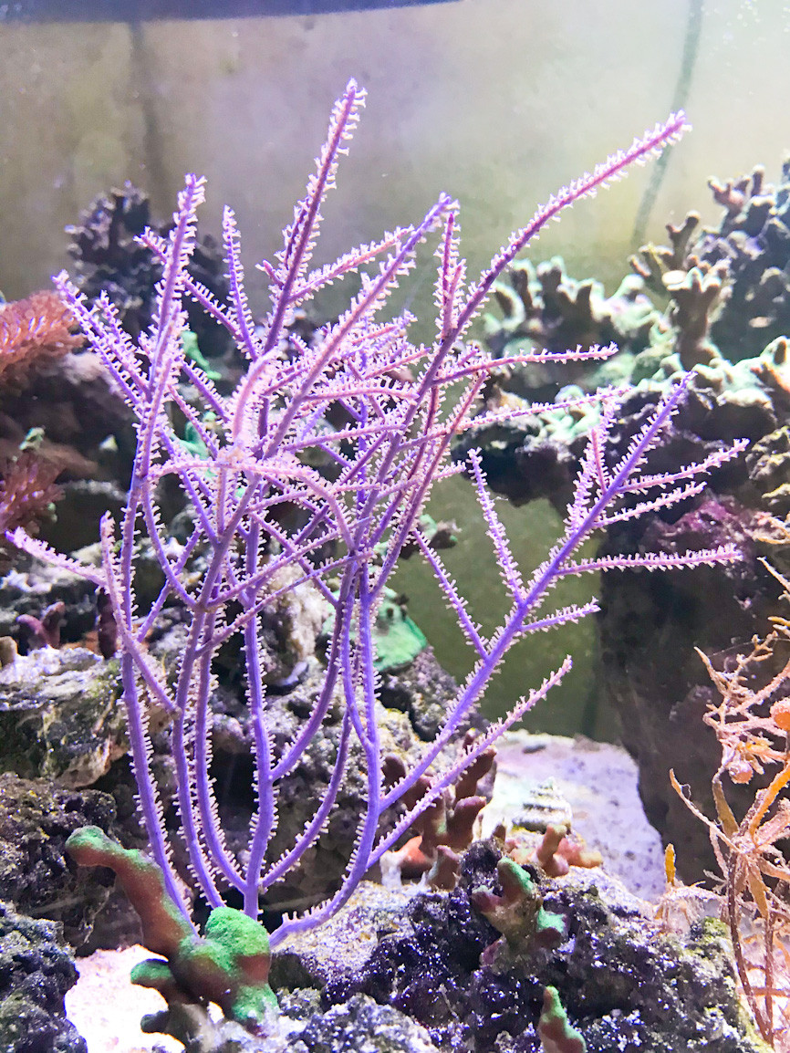 Frilly Gorgonian for Sale. Buy Purple Gorgonian Soft Corals.