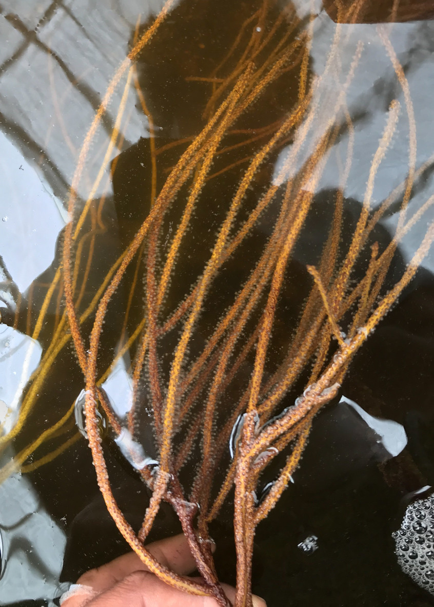 Buy Live Sea Whips for Sale. Colored sea whips.