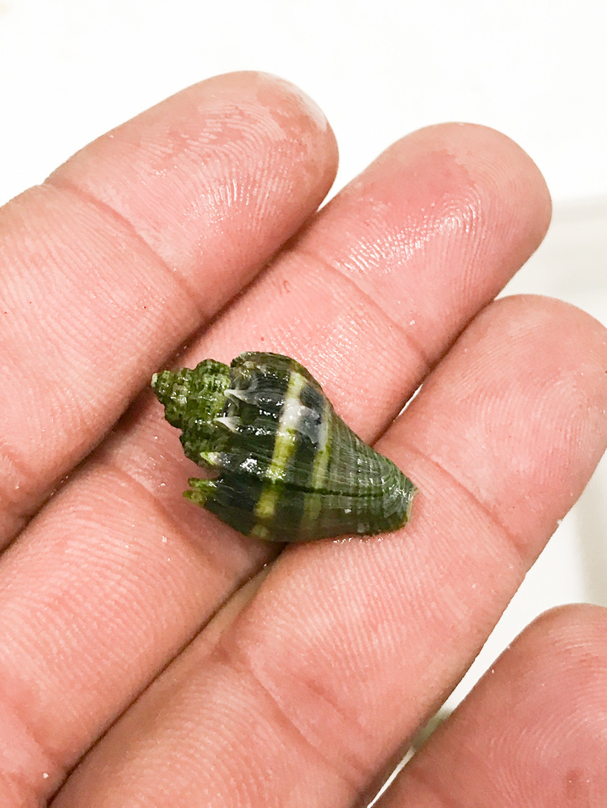 Live Baby Crown Conch Snails for Saltwater Reef Tank Aquariums