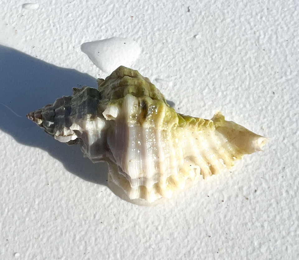 Murex Snail for Sale. Buy live Murex snails.