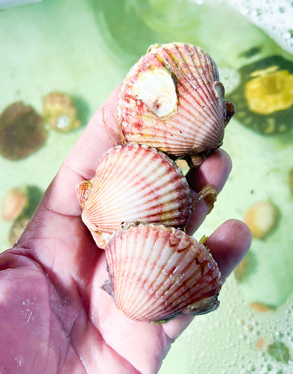 Live Scallops Calico Scallops for Sale.