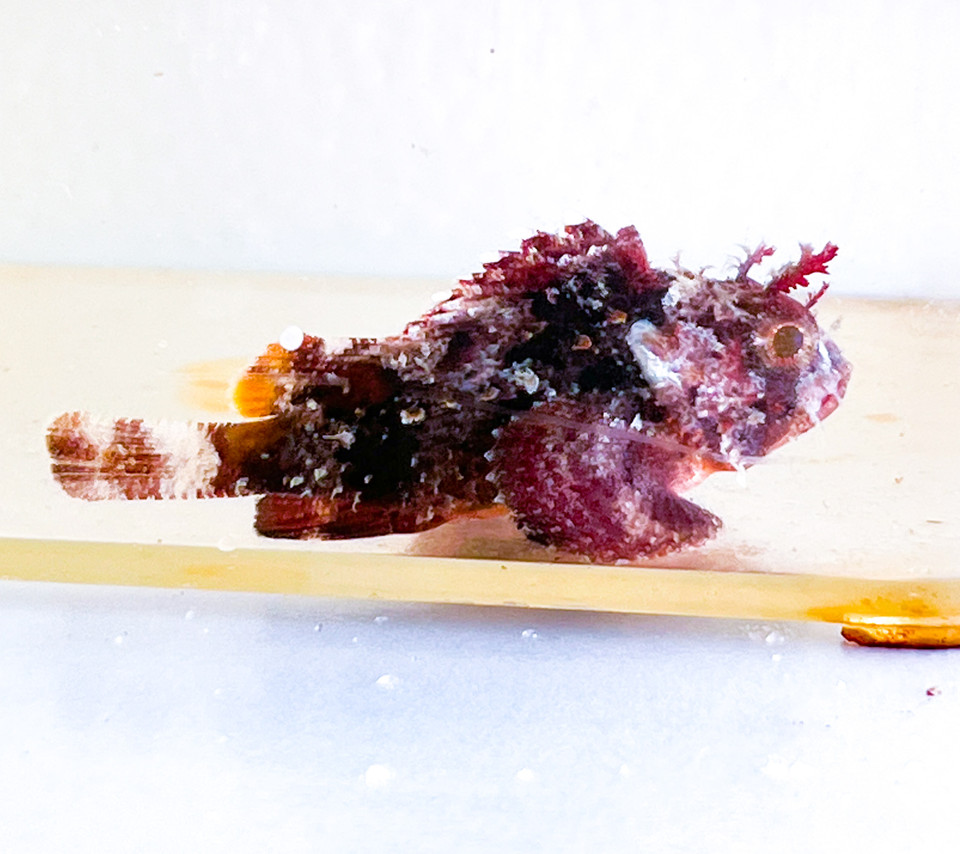 Live saltwater fish for sale.