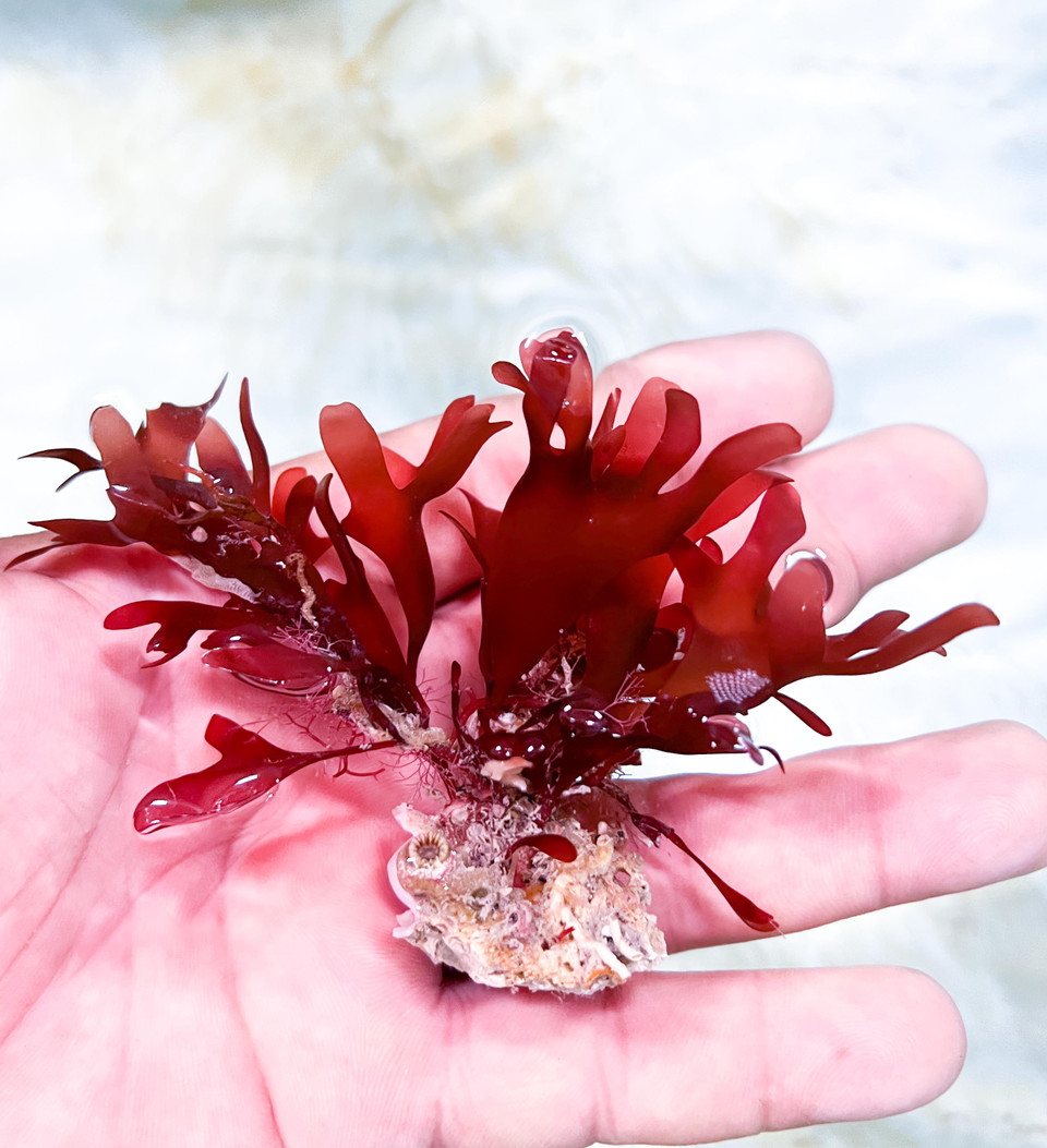 Copepods, Amphipods, Macroalgae, Phytoplankton, Live Coral Food