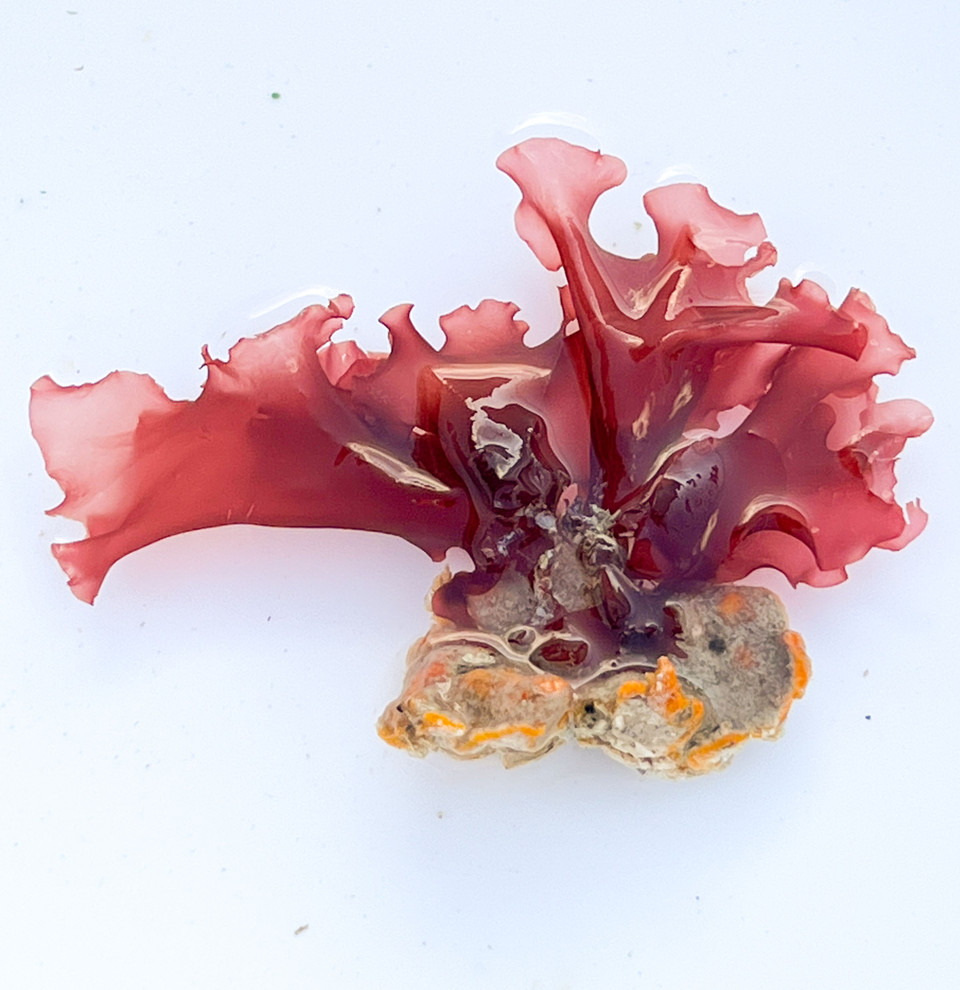 Dragon Flame Macro Algae