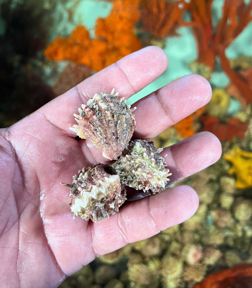 Spiny Jewel Box Clam