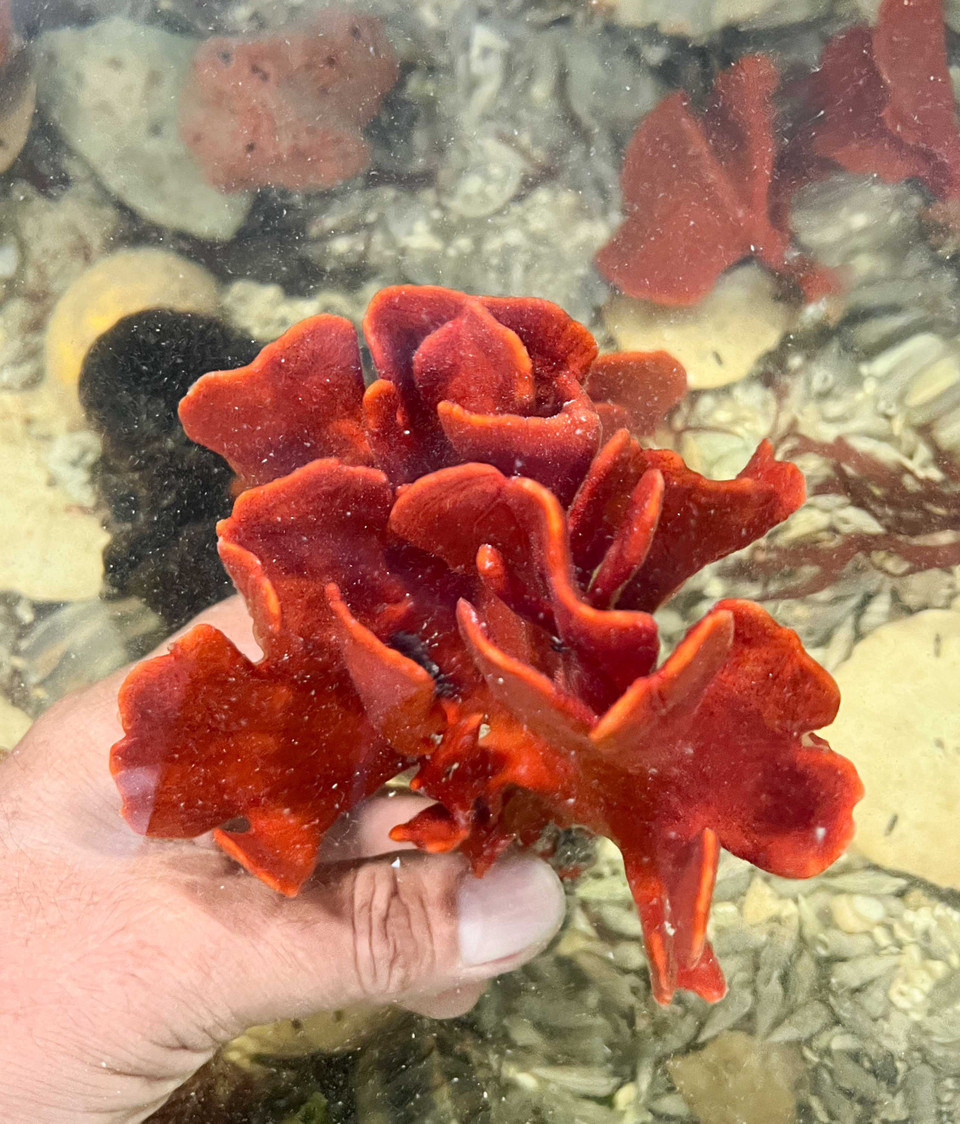 Live Sponge for Sale. Buy Sea Sponge