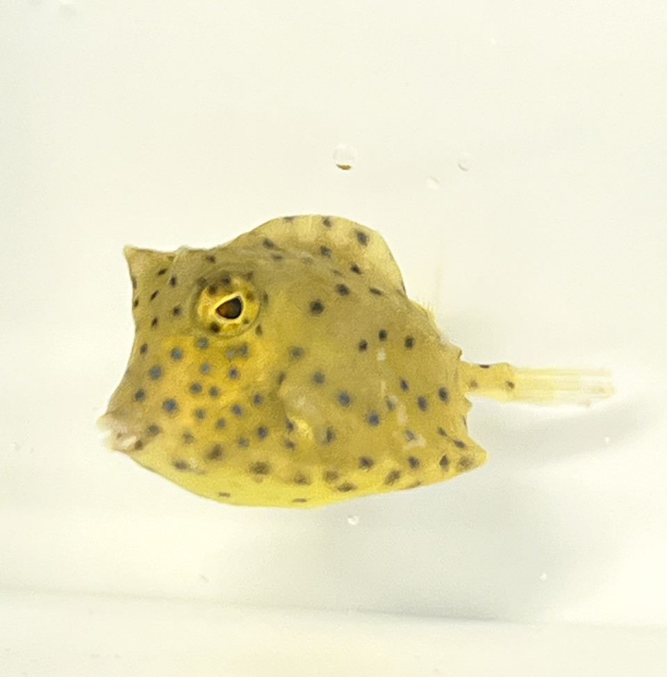 scrawled Boxfish