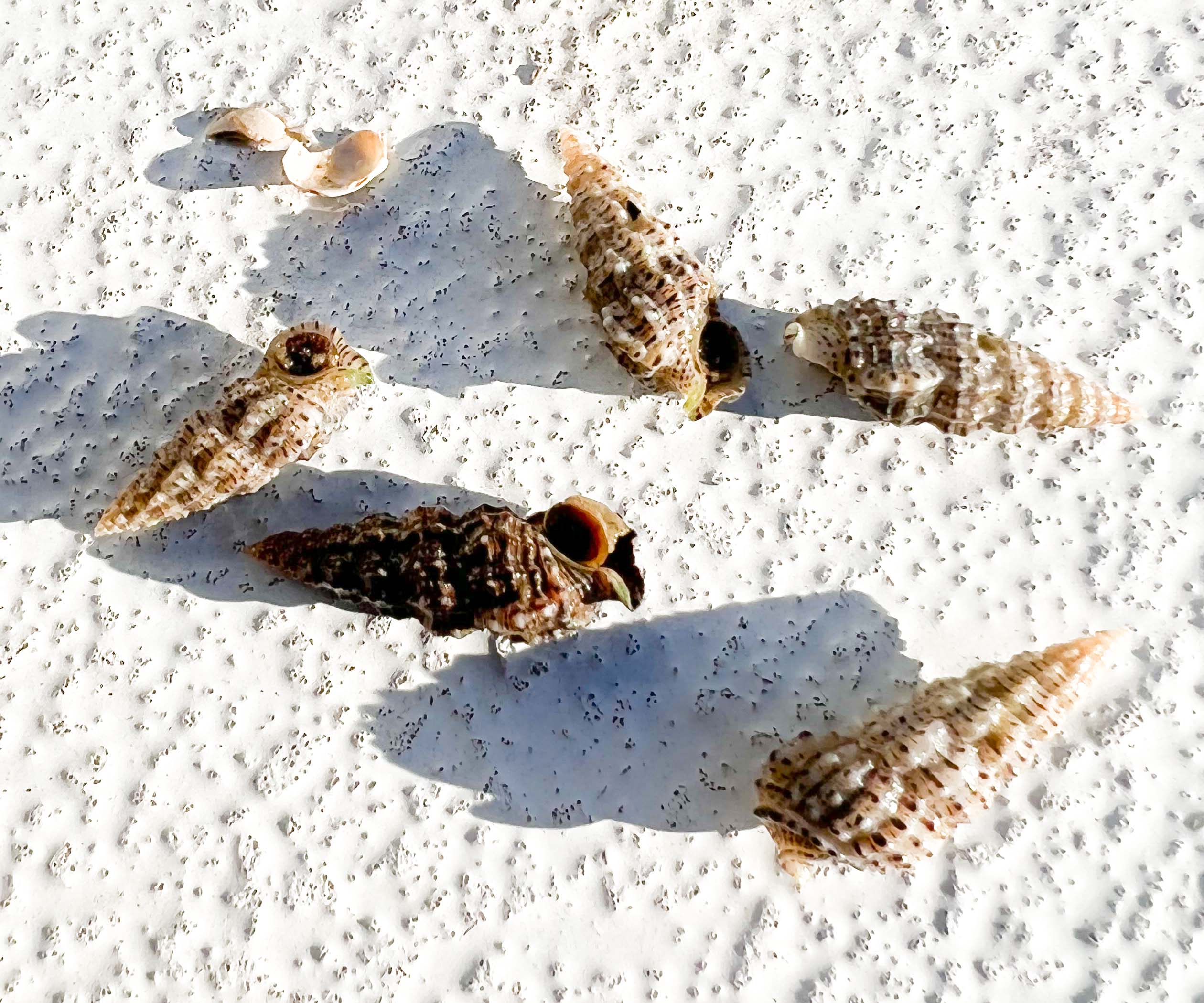 Buy Live Cerith Snails. Florida Cerith Snails for sale.