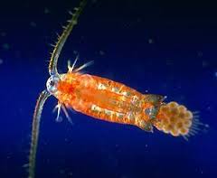 Copepod behavior and reproduction - RUSALTY