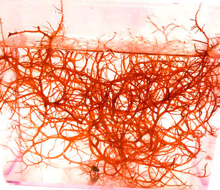 Buy Macro Algae |Best Macro algae for sale | Red Gracilaria Macro Algae