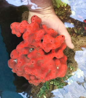 Volcano Heart Red Sponge | Live Rare Sponge for Sale