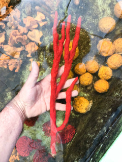 Red Tree Sponge Extra Large | Buy Tree Sponges for Seahorse Tank