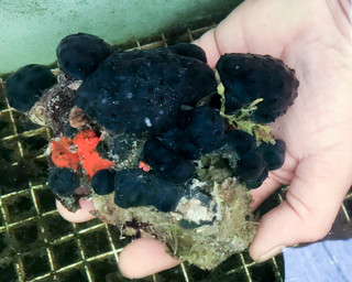 Black Hole Tunicate. Buy Live Tunicate Corals for Sale