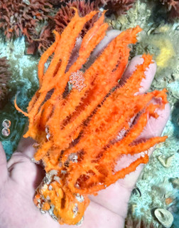 Orange Mars Sponge for Sale. Get Reef Tank Sea Sponges