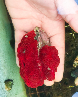 Red Sea Sponge for Sale. Buy Live Sponges for Saltwater Aquarium