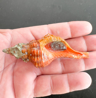 Horse Conch Live Snails.