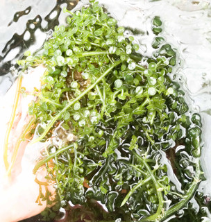 Buy Grape Macro Algae. Saltwater Macro algae for Sale.