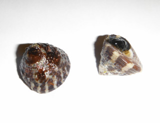 Buy Trochus Red Banded Snails. Free Shipping when you buy Trochus Snails.