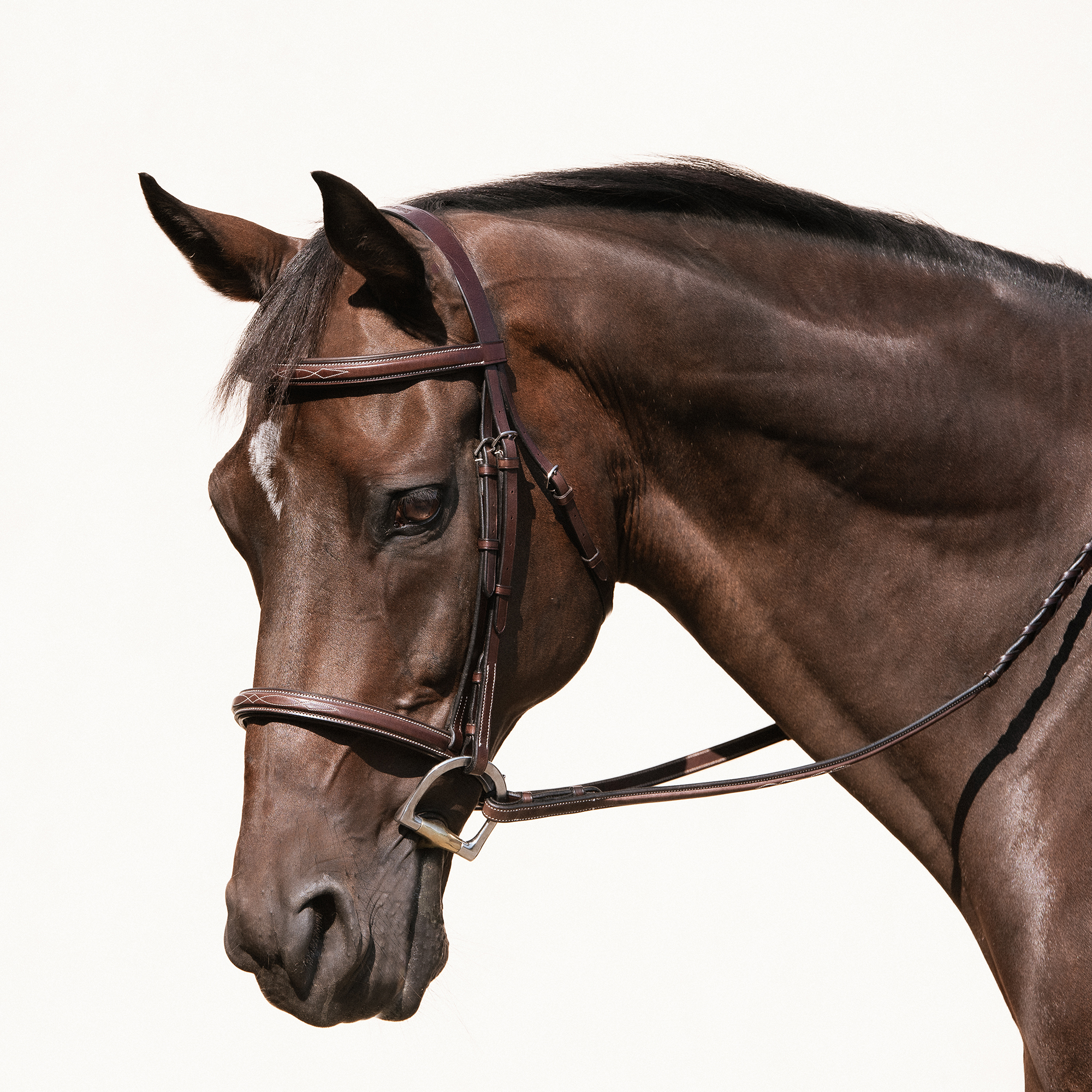 Guilia Bridle