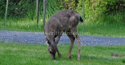 How To Protect Roses From Deer - Critterfence.com