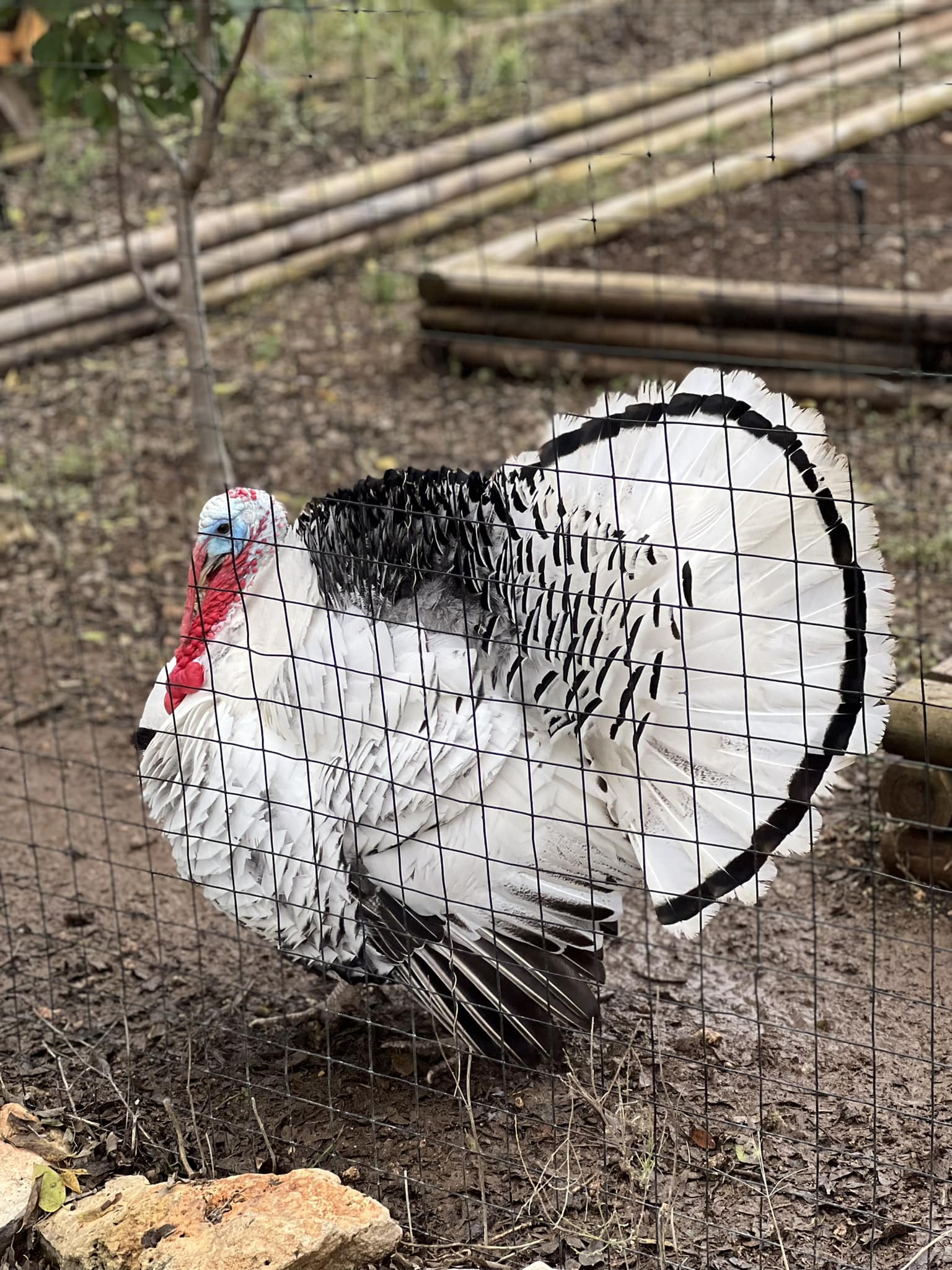 Ramon's Turkey Fence - Critterfence® Fencing