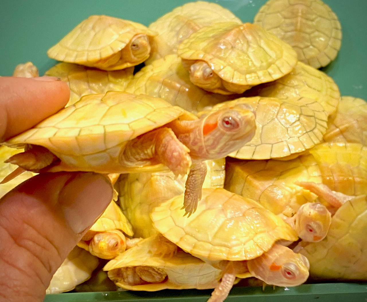 Buy Turtles and Tortoises | Baby Turtles | The Turtle Source