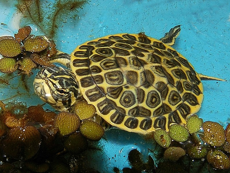 Florida Chicken Turtles for sale | The Turtle Source