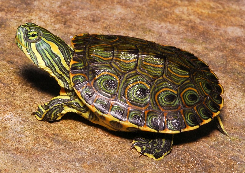 Buy Turtles and Tortoises | Baby Turtles | The Turtle Source