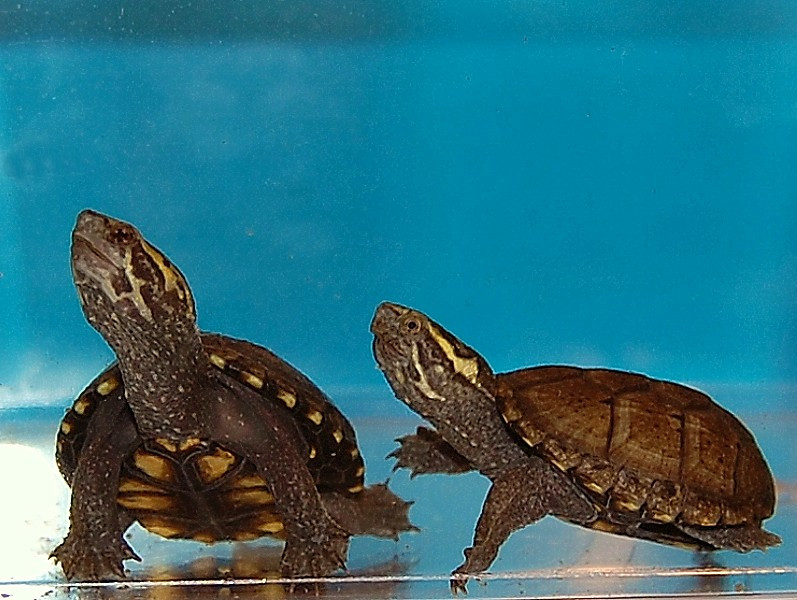 Red Nosed Red Cheeked Mud Turtles for sale | The Turtle Source