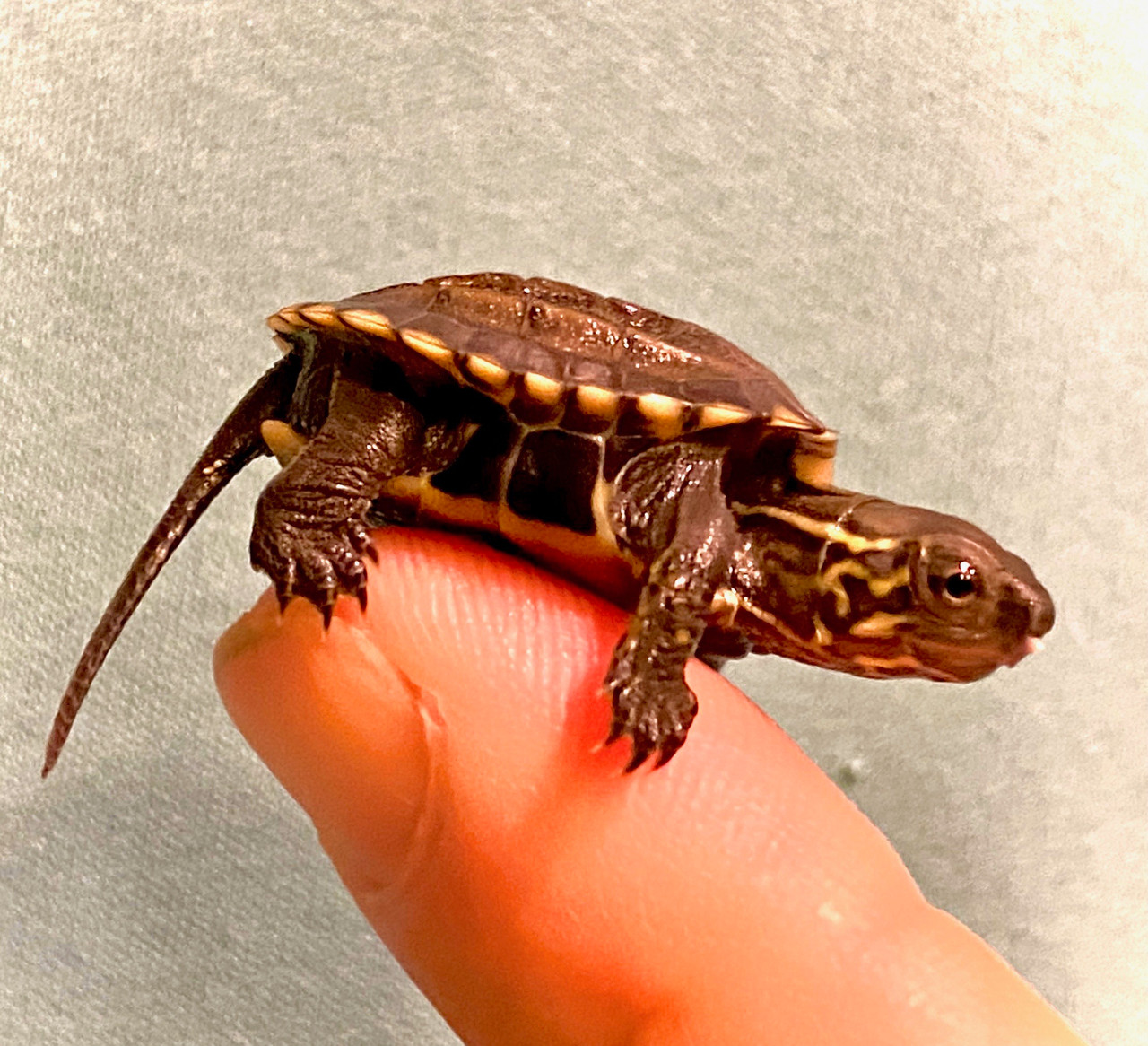 Reeves Turtles for sale | The Turtle Source