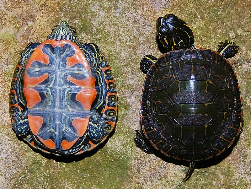 Western Painted Turtles for sale | The Turtle Source