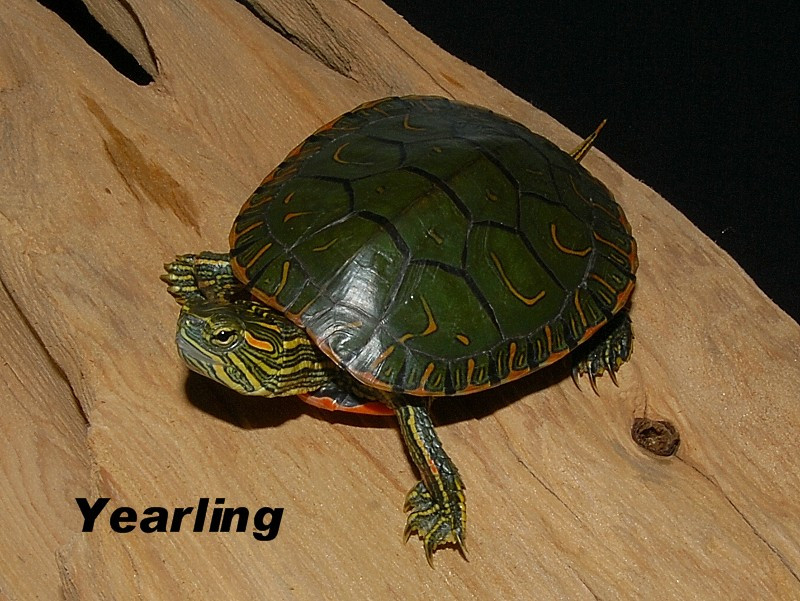 Western Painted Turtles for sale | The Turtle Source