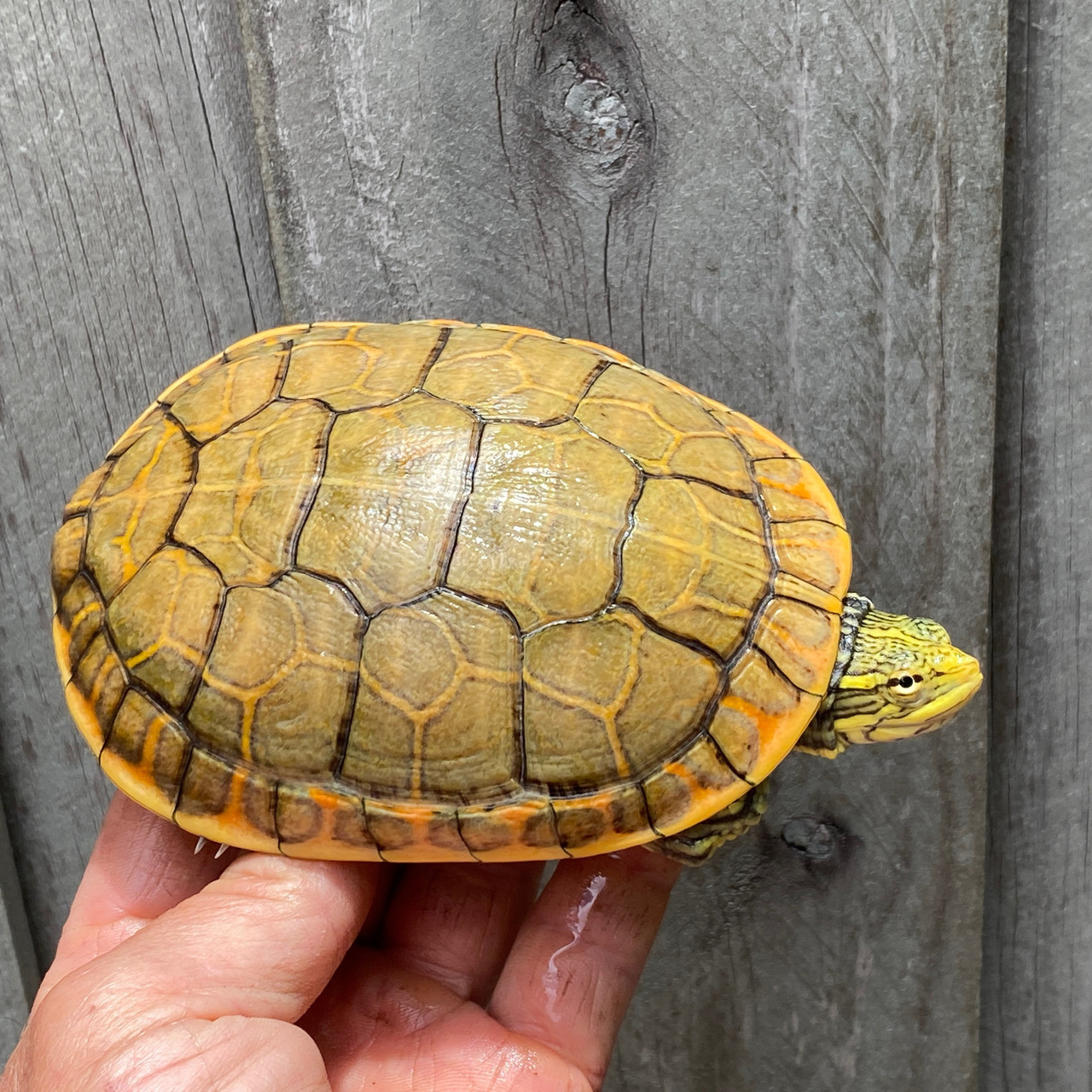 Buy Turtles and Tortoises | Baby Turtles | The Turtle Source