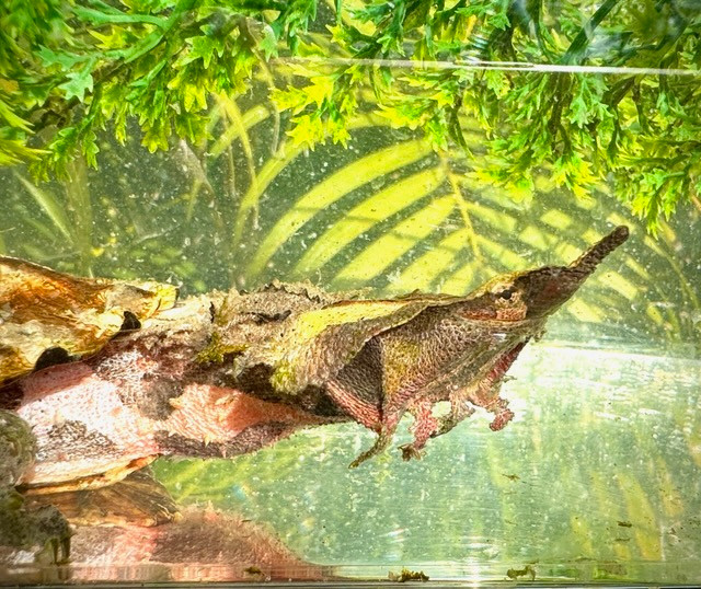 Matamata Turtles for sale | The Turtle Source