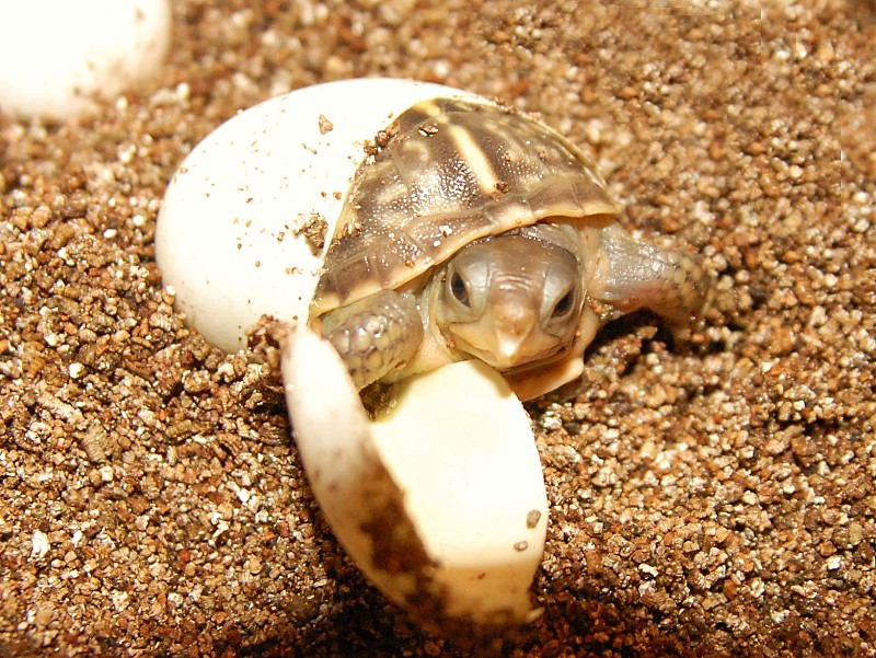 Box and Wood Turtles for Sale | 7-Day Guarantee | The Turtle Source