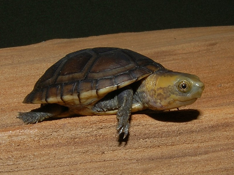 Water Turtles for Sale | 7-Day Guarantee | The Turtle Source