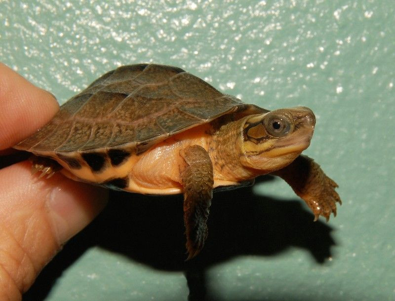Chinese Golden Coin Turtles for sale | The Turtle Source