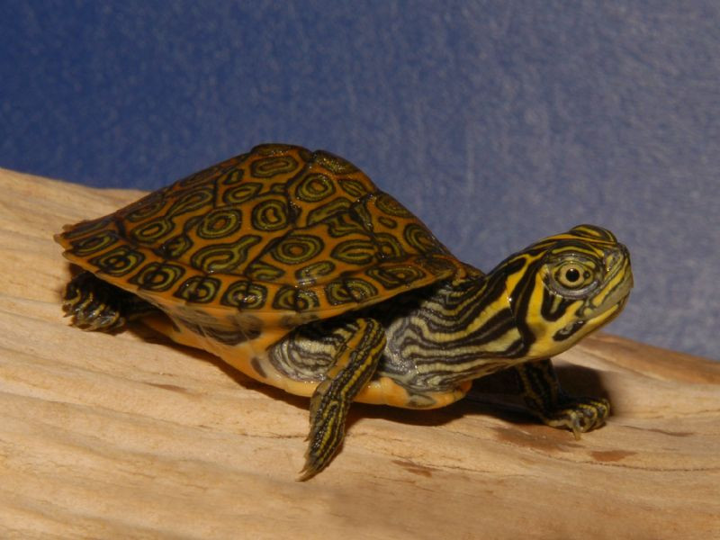 Peninsula Cooters for sale | The Turtle Source